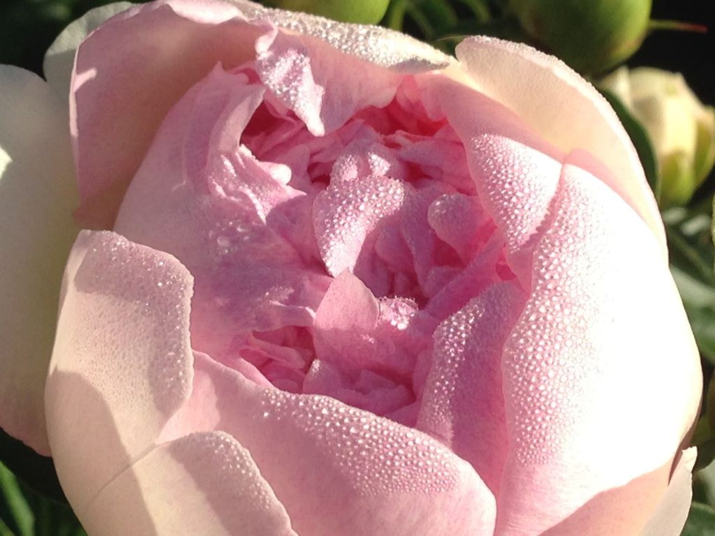 Steck die Nase in die Rose